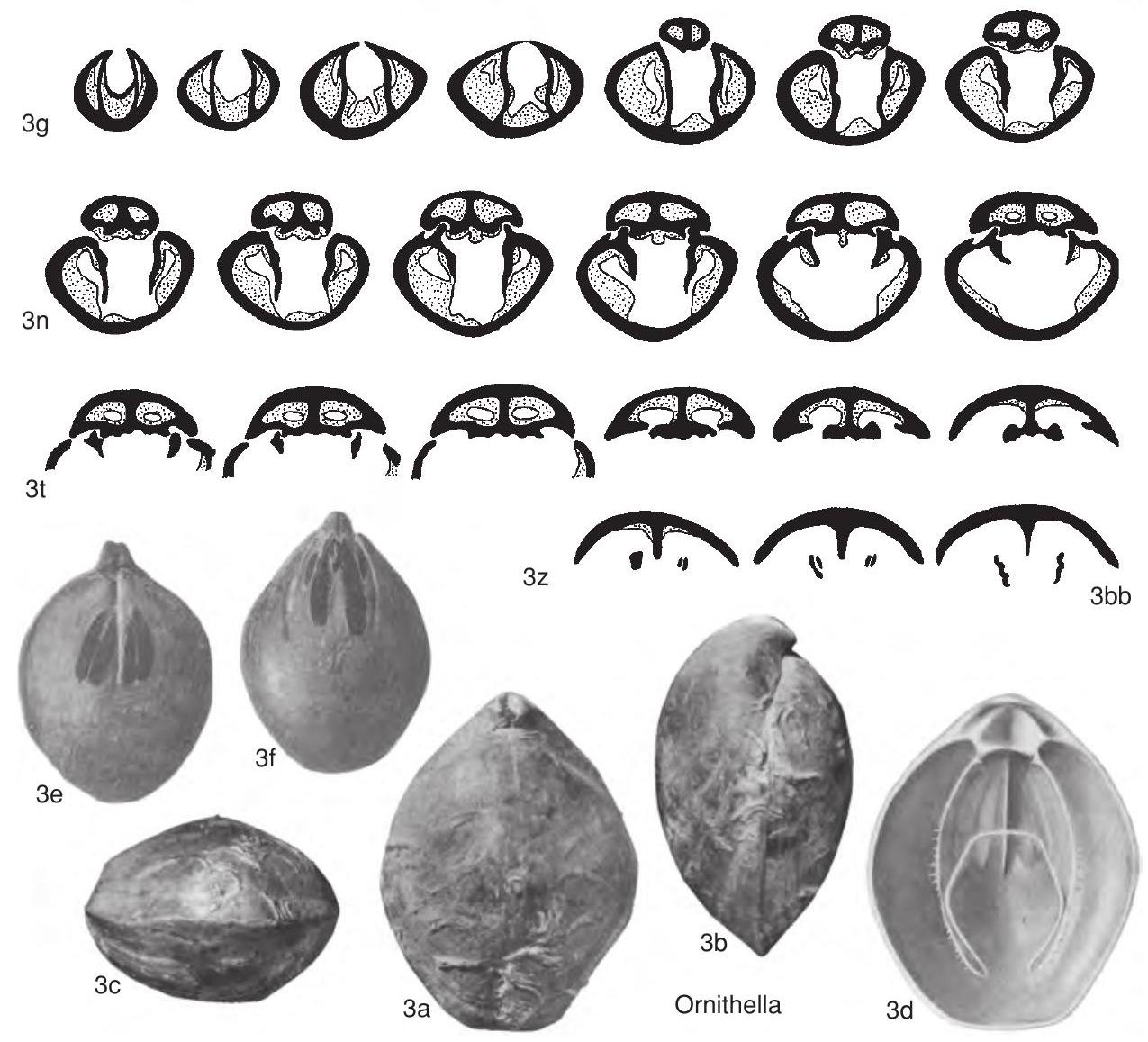 Fossil Information