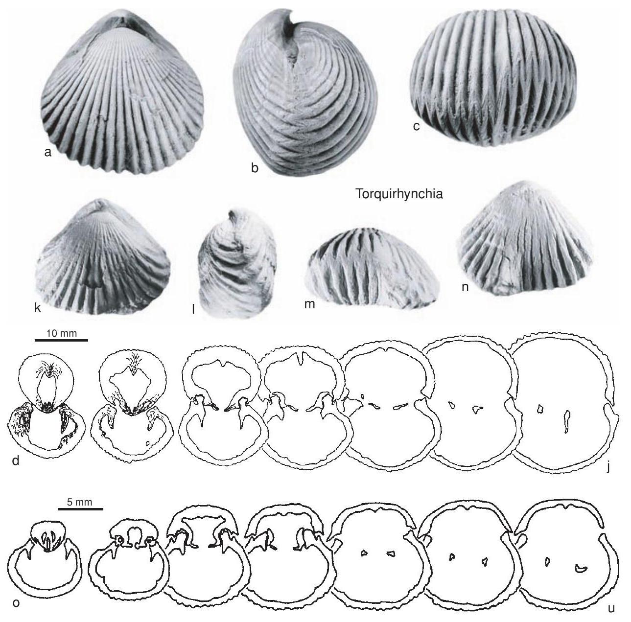Fossil Information